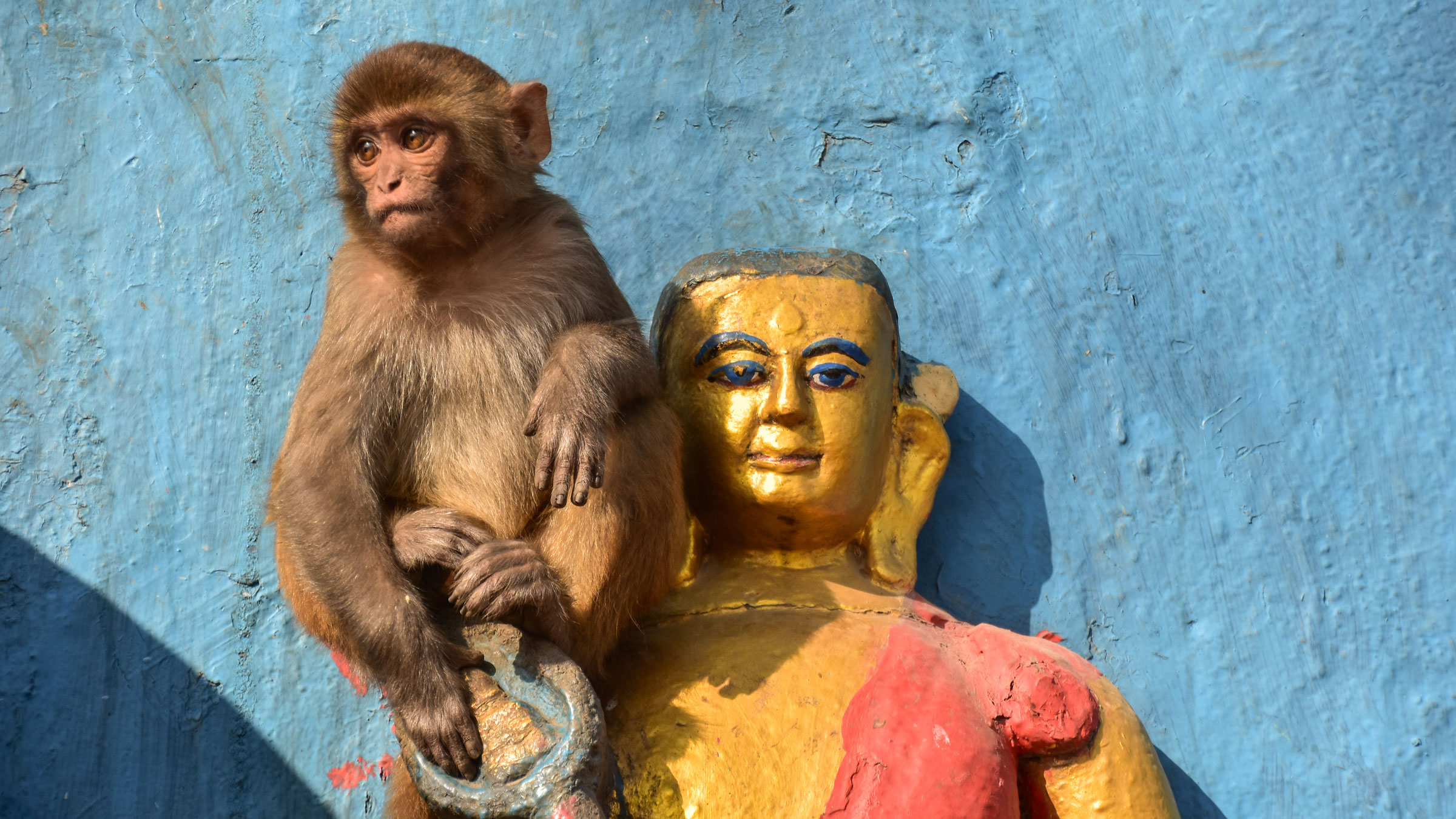 Monkey Shoulder | Šta sve o njemu treba da znate - Magazin Gušt